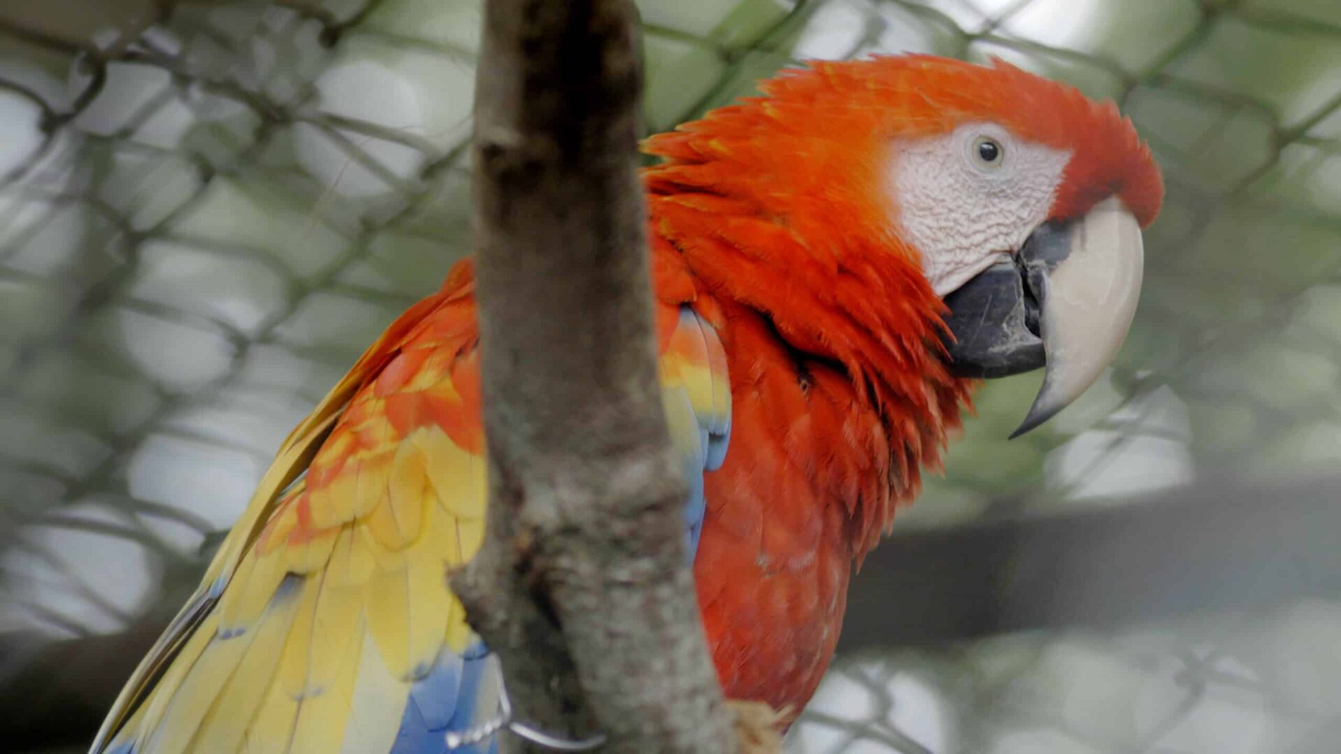 Vernon Arias | Bringing Back The Scarlet Macaw From Extinction