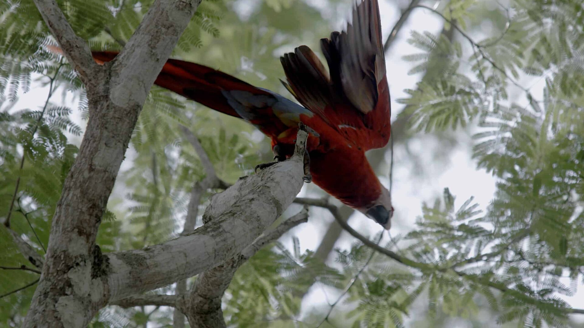 Vernon Arias | Bringing Back The Scarlet Macaw From Extinction