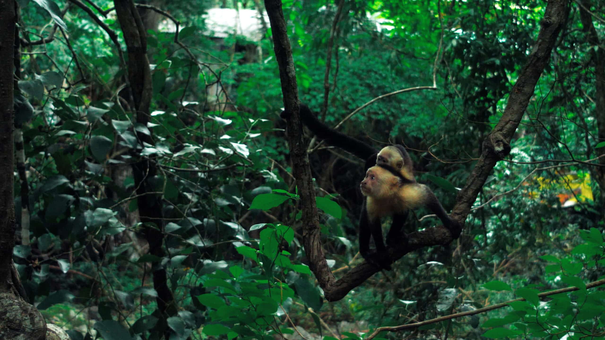 Jeremy Levine: How Long Are The Monkeys At Wild Sun Rescue?