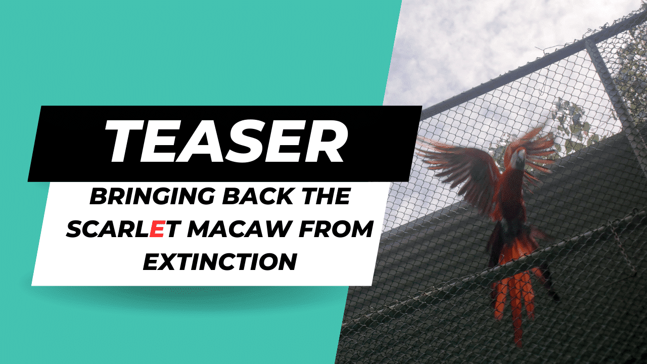 Vernon Arias | Bringing Back The Scarlet Macaw From Extinction | Teaser ...